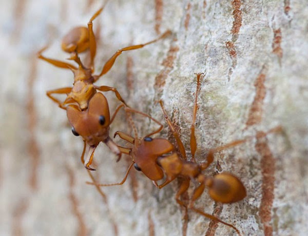 ACTUAL Y CURIOSO: El fenómeno de las hormigas zombis