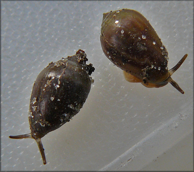 Variety of Life: Melampinae