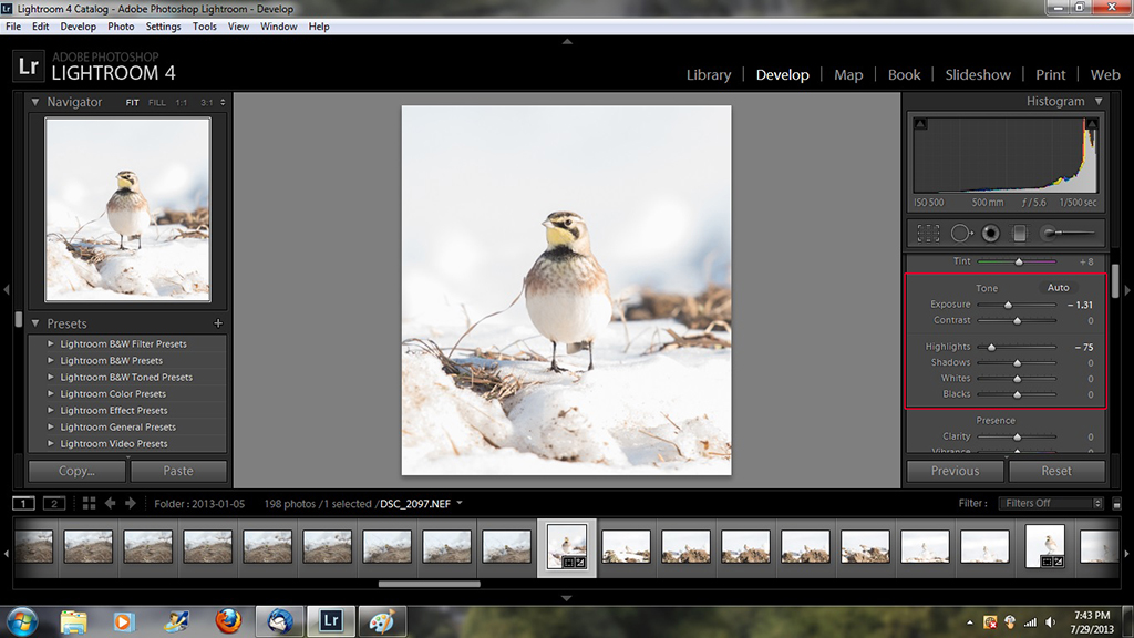 PHOTO TIPS - ETTR - Exposing to the Right - By Joseph Cala - Rogue Birders