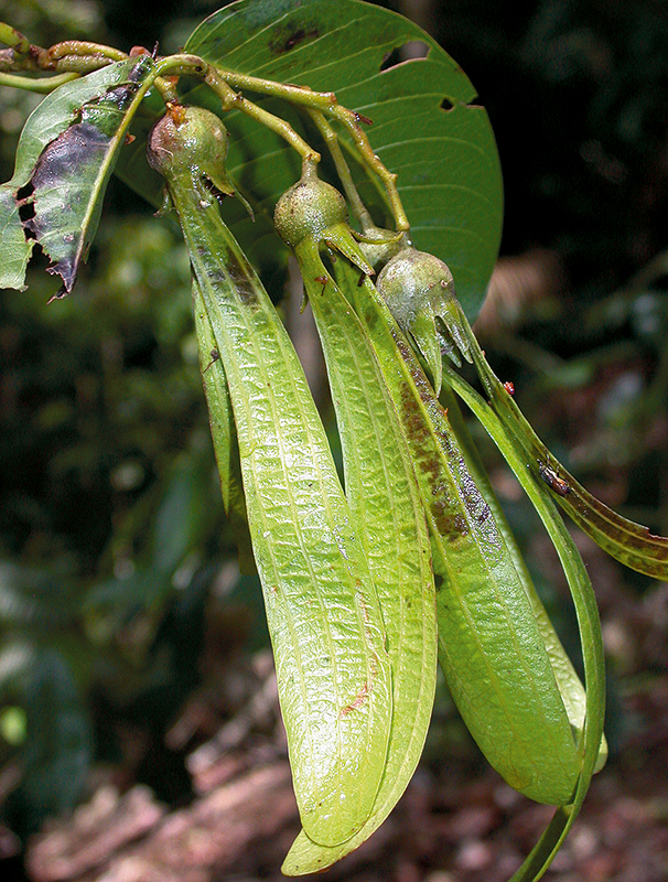 ศูนย์คุ้มครองพันธุ์พืชป่า จังหวัดชุมพร: ช้าม่วง