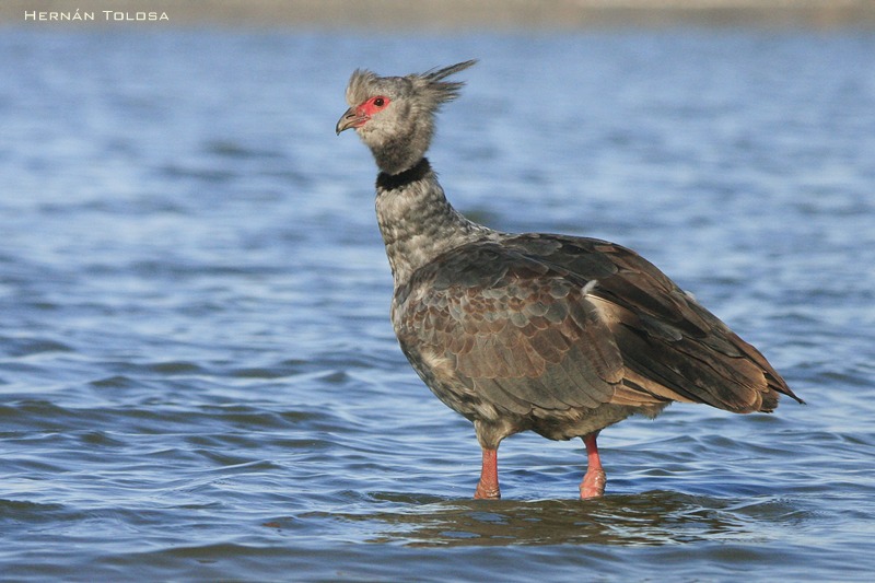 Aves de Argentina: Chajá (Chauna torquata)