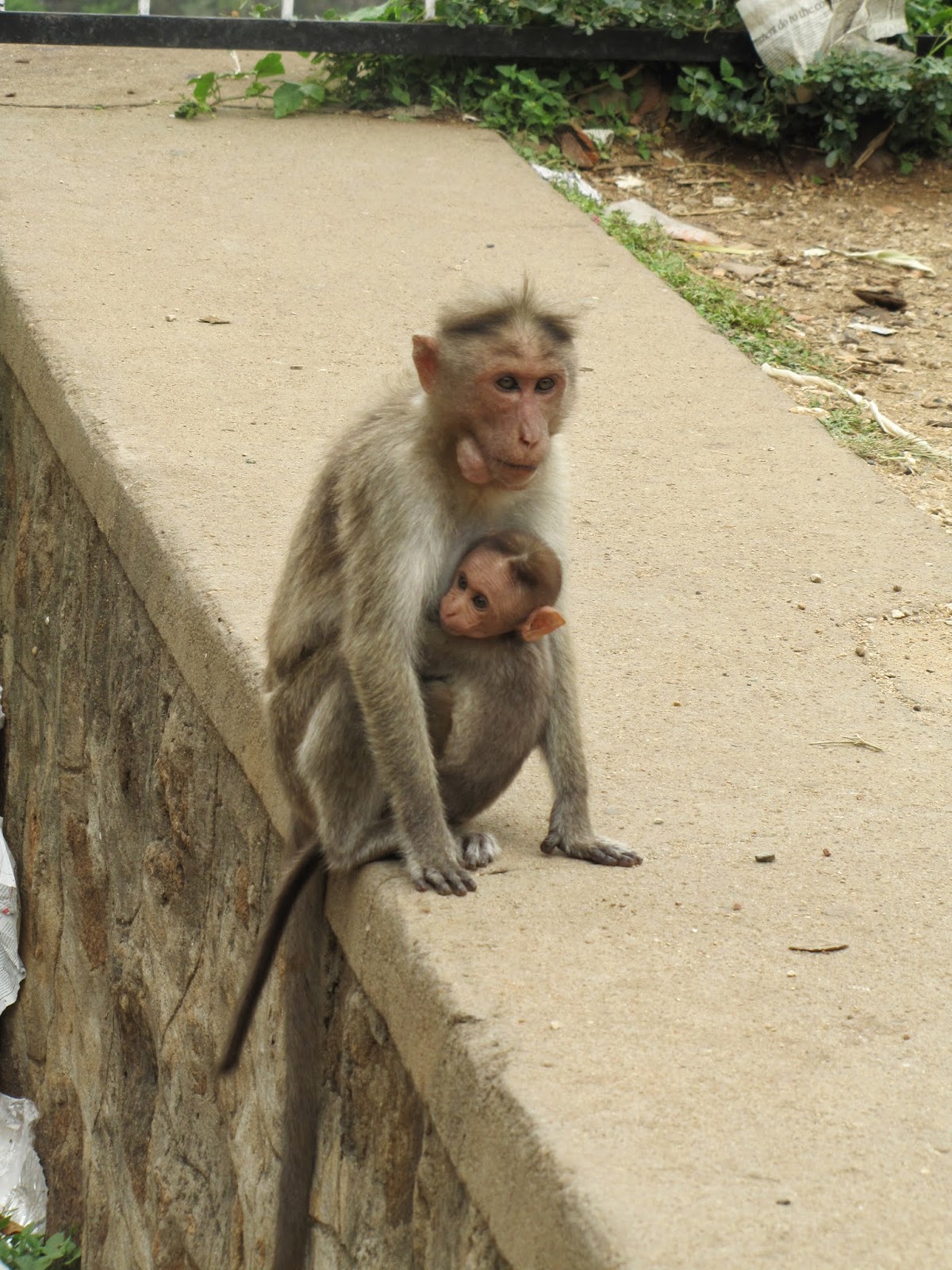 Hallucinations!: Day 28 - Monkeys