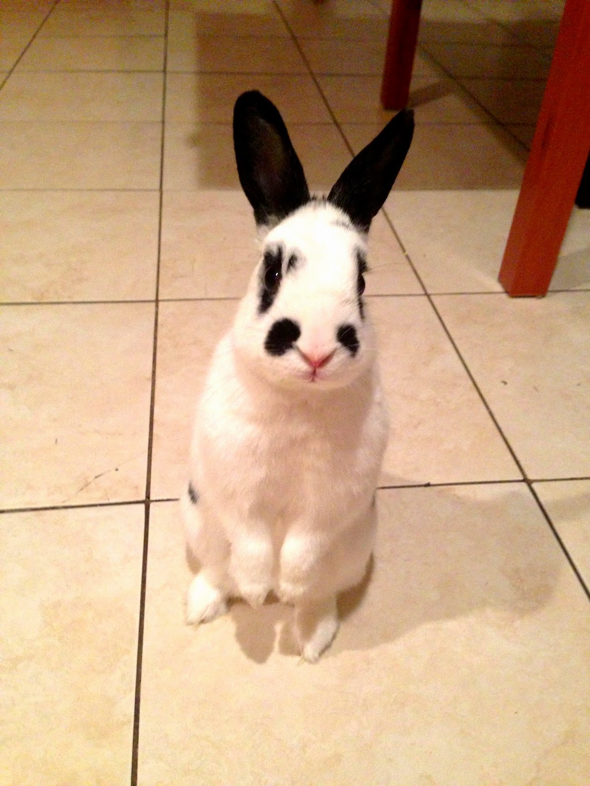 Justine's Blog: How to Raise a Perfect Pet Rabbit