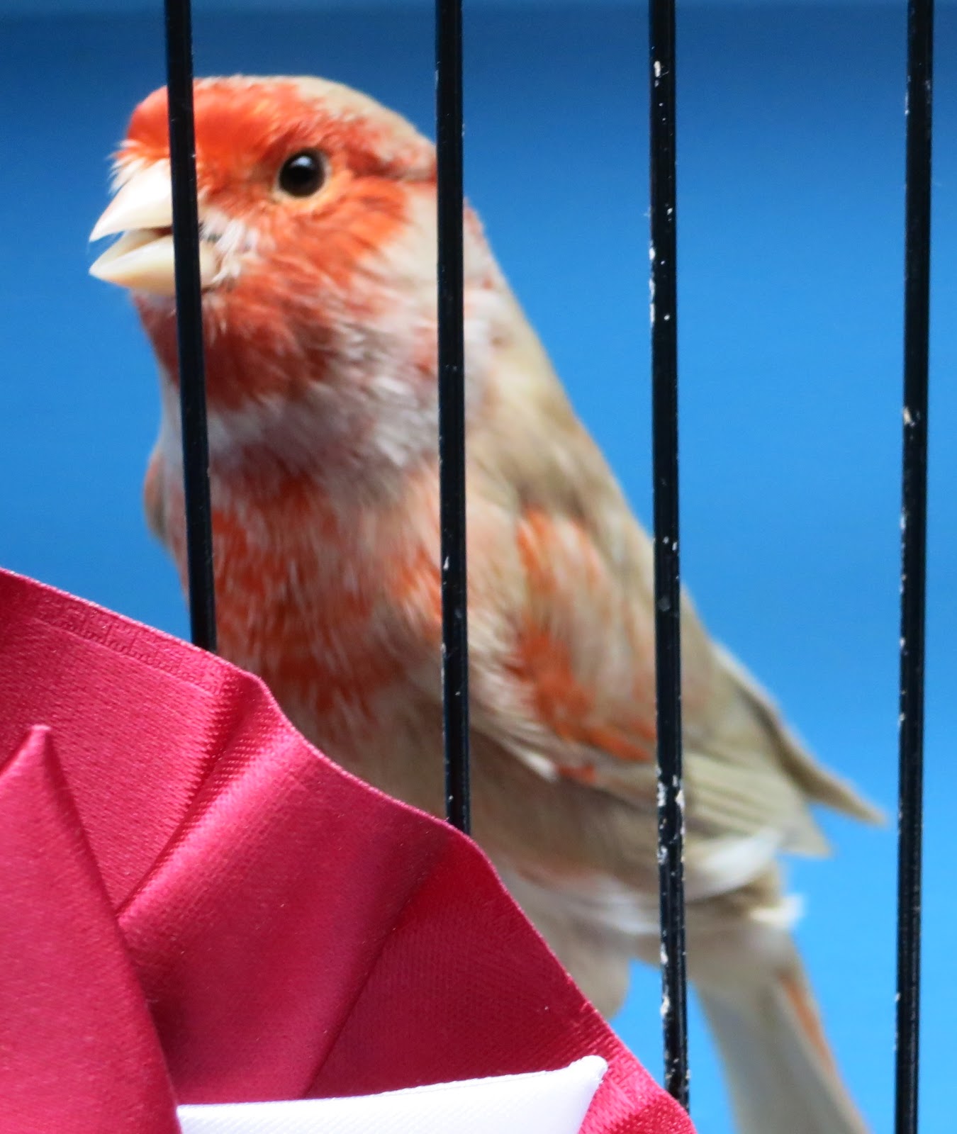 Canary Tales: Colorbred Winners Columbia Canary Club