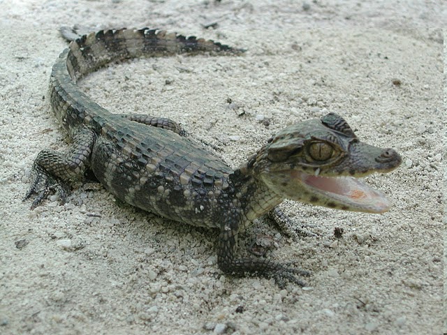 TAXONOMÍA ANIMAL: BABILLA