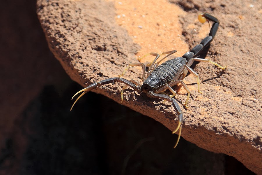 Birds of Saudi Arabia: Deathstalker Scorpion near Tabuk – Record by Viv ...