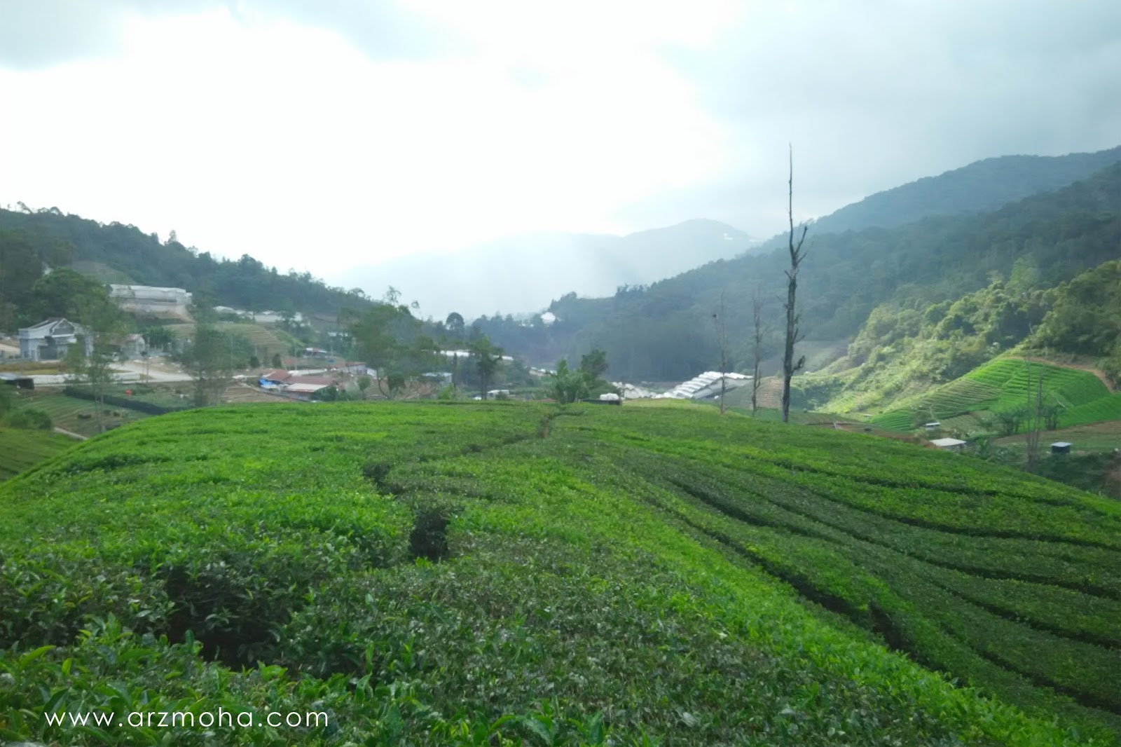 2 Ladang Teh Yang Wajib Dikunjungi Di Cameron Highlands