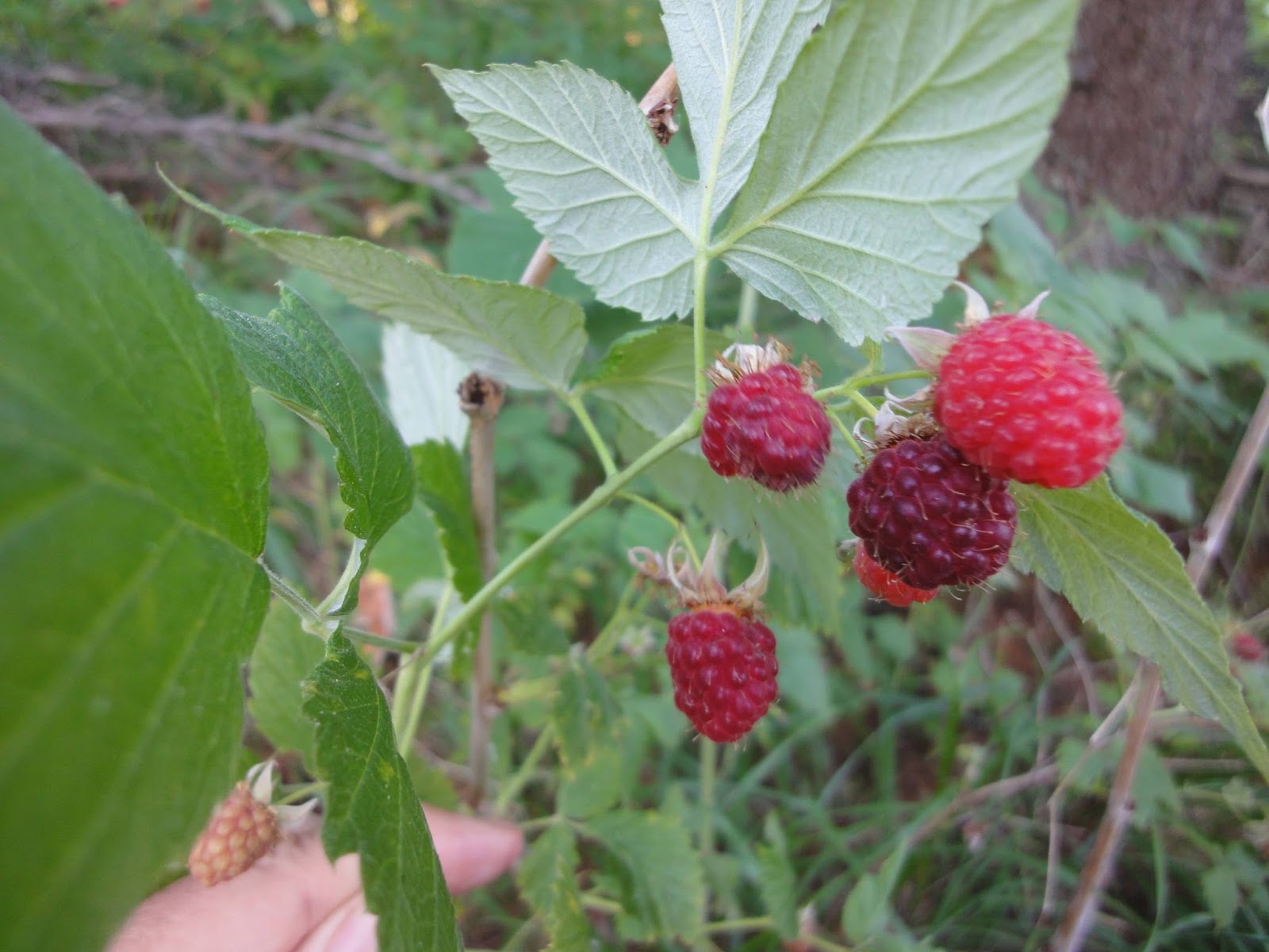 European raspberry - Rubus idaeus - a fruit with high nutritional ...