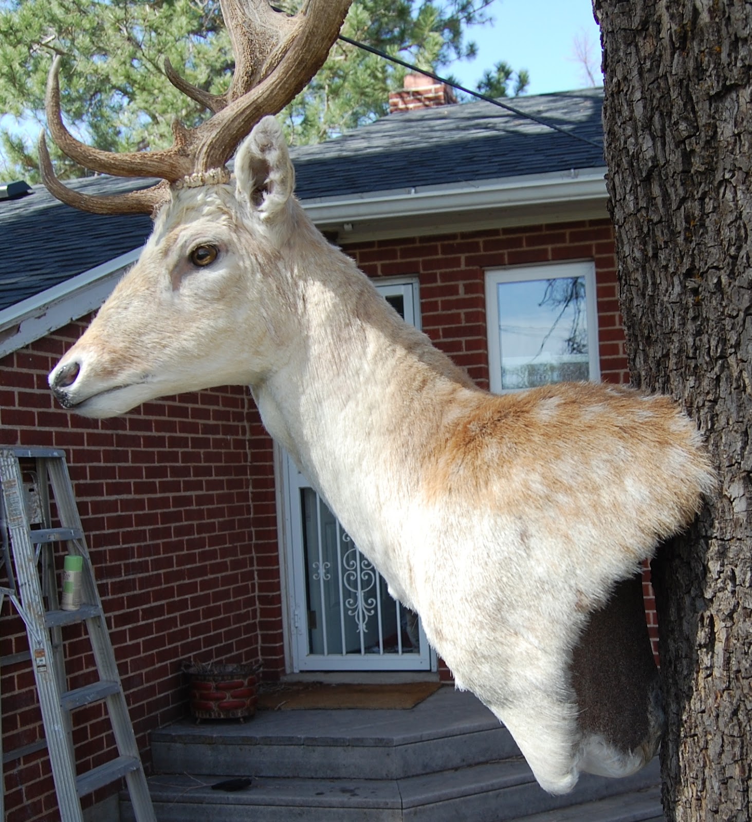 Cowboy Creek Taxidermy: Fallow Deer