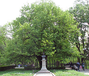 Grădinăresc cu inima: Teiul - arborele care vindeca sufletul