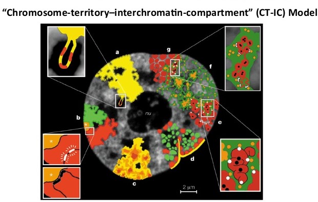 The Nuclear Architecture