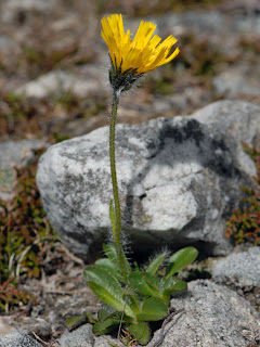 Green Earth: Endangered Trees