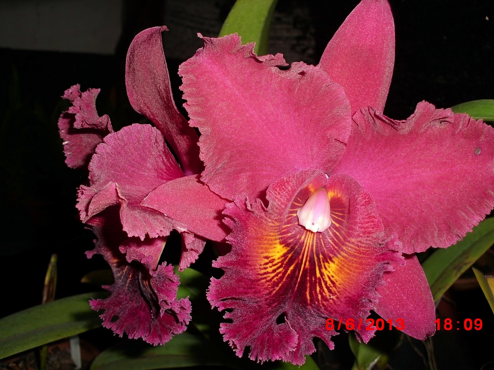 ORQUÍDEAS.NET: Blc. Chia Lin "New City"