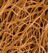 Duda's Epic Quest To Epicness: Fibrin