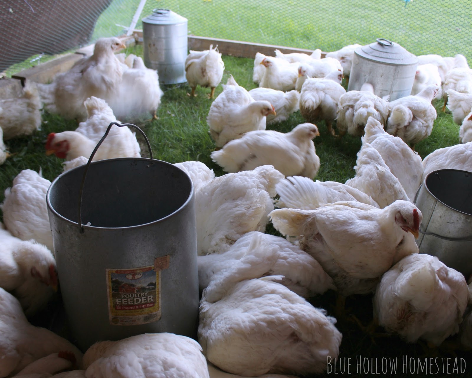 Processing Chicken: Real Life Farm to Table