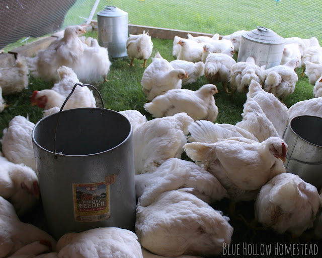 Processing Chicken: Real Life Farm to Table