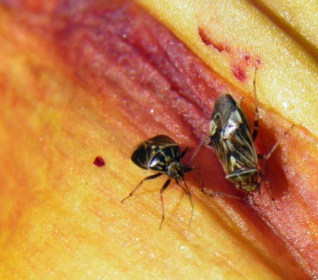 The Vermont Gardener: DAYLILY PESTS