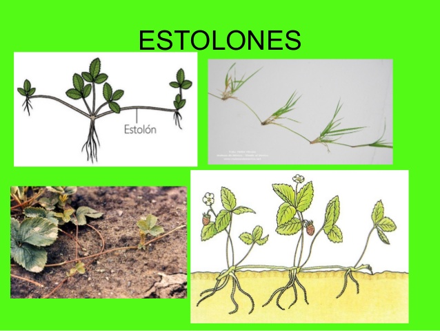 Biología y geología 1° : REPRODUCCIÓN ASEXUAL EN LAS PLANTAS