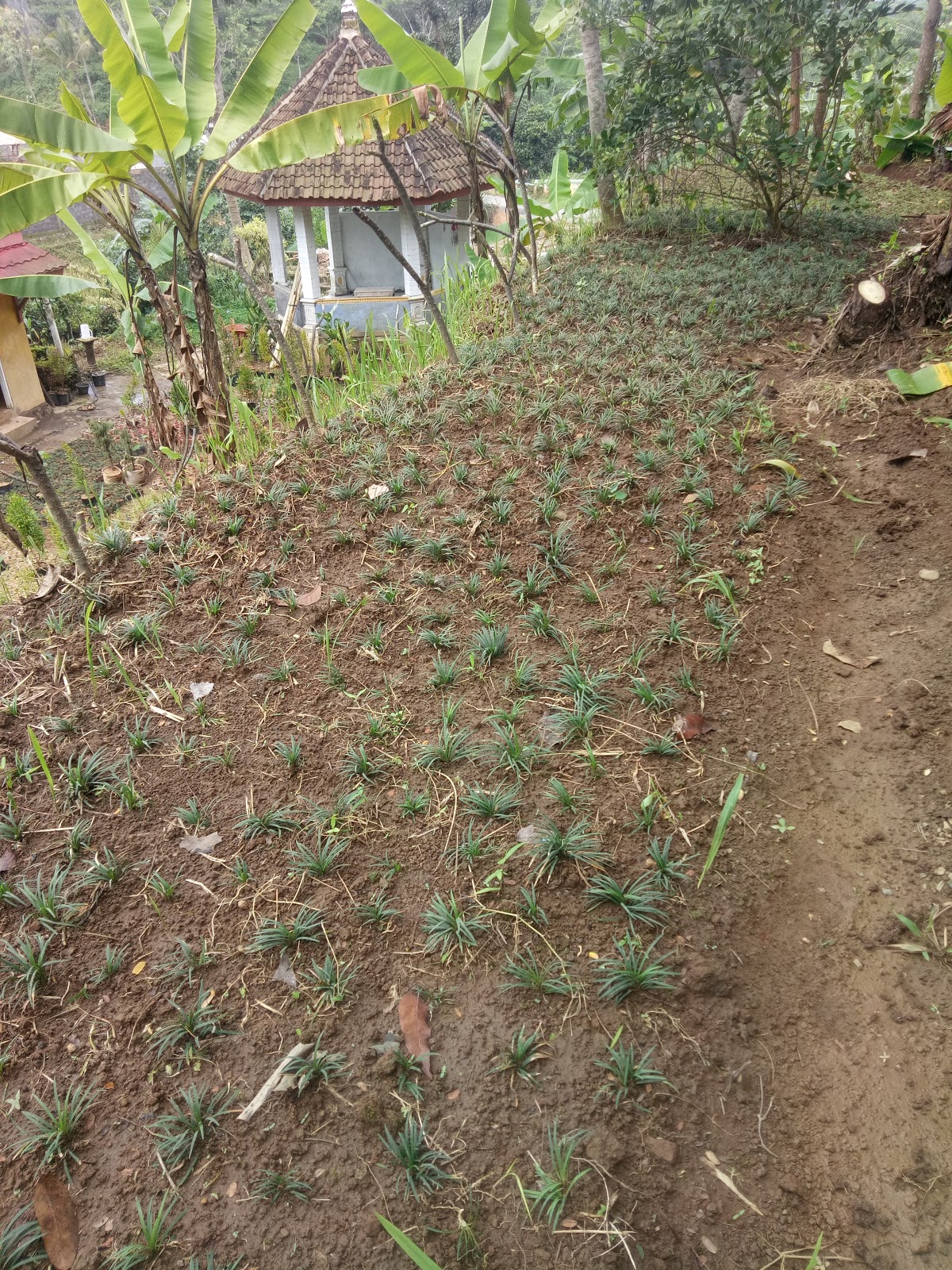 JUAL TANAMAN HIAS KUCAI MINI ~ SINOX NURSERY