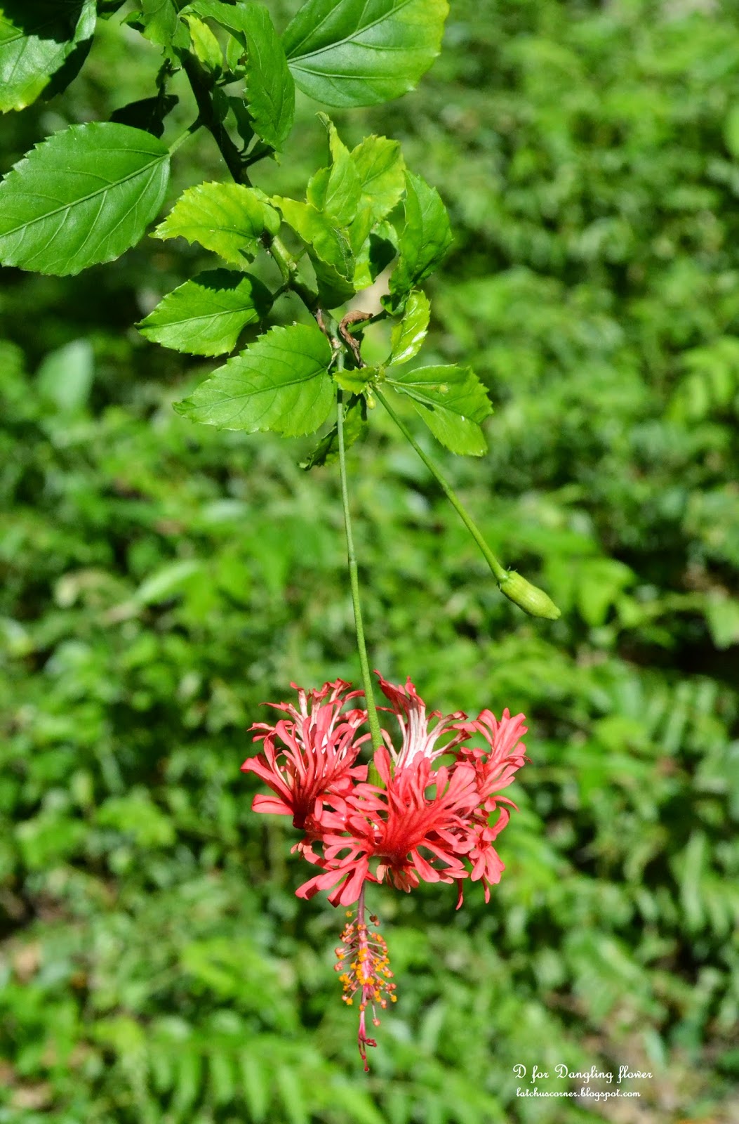 Project A-Z - D for Dangling Flower