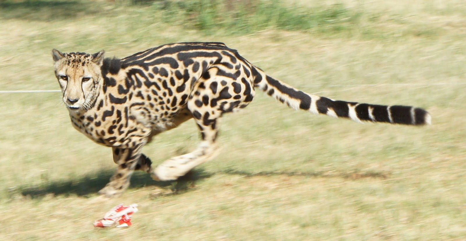 Lucy Osborne Agility Training Blog: Teaching In South Africa - Update 6