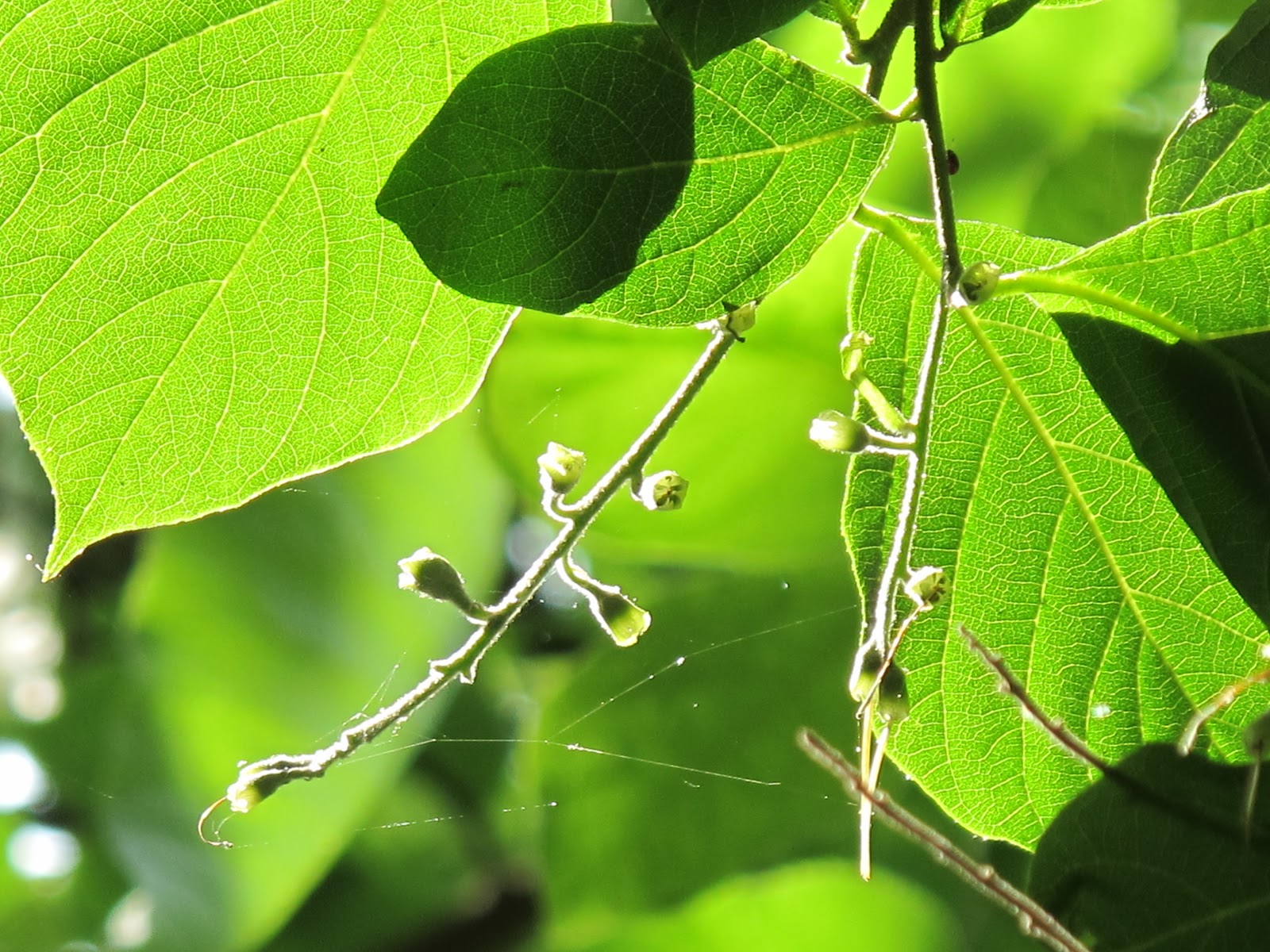A Year With the Trees: Bigleaf Storax - Styrax grandifolia