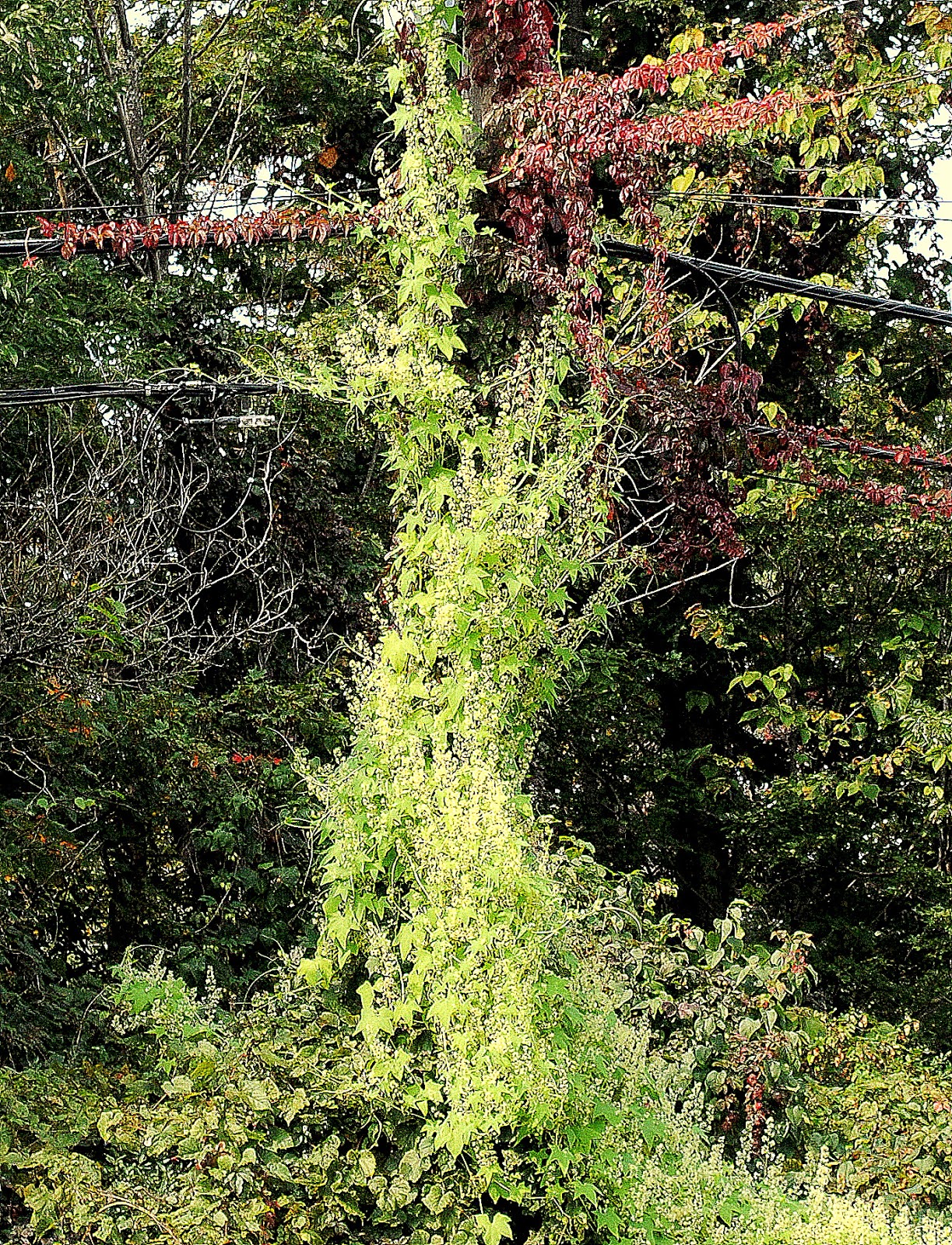 Camera on King & Aurora : Beware Dog-strangler Vine