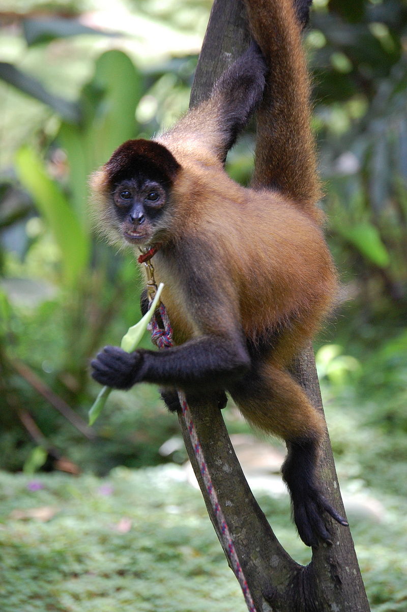 ECOSISTEMAS DE COSTA RICA: ATELES GEOFFROYI