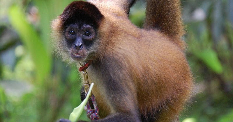 ECOSISTEMAS DE COSTA RICA: ATELES GEOFFROYI