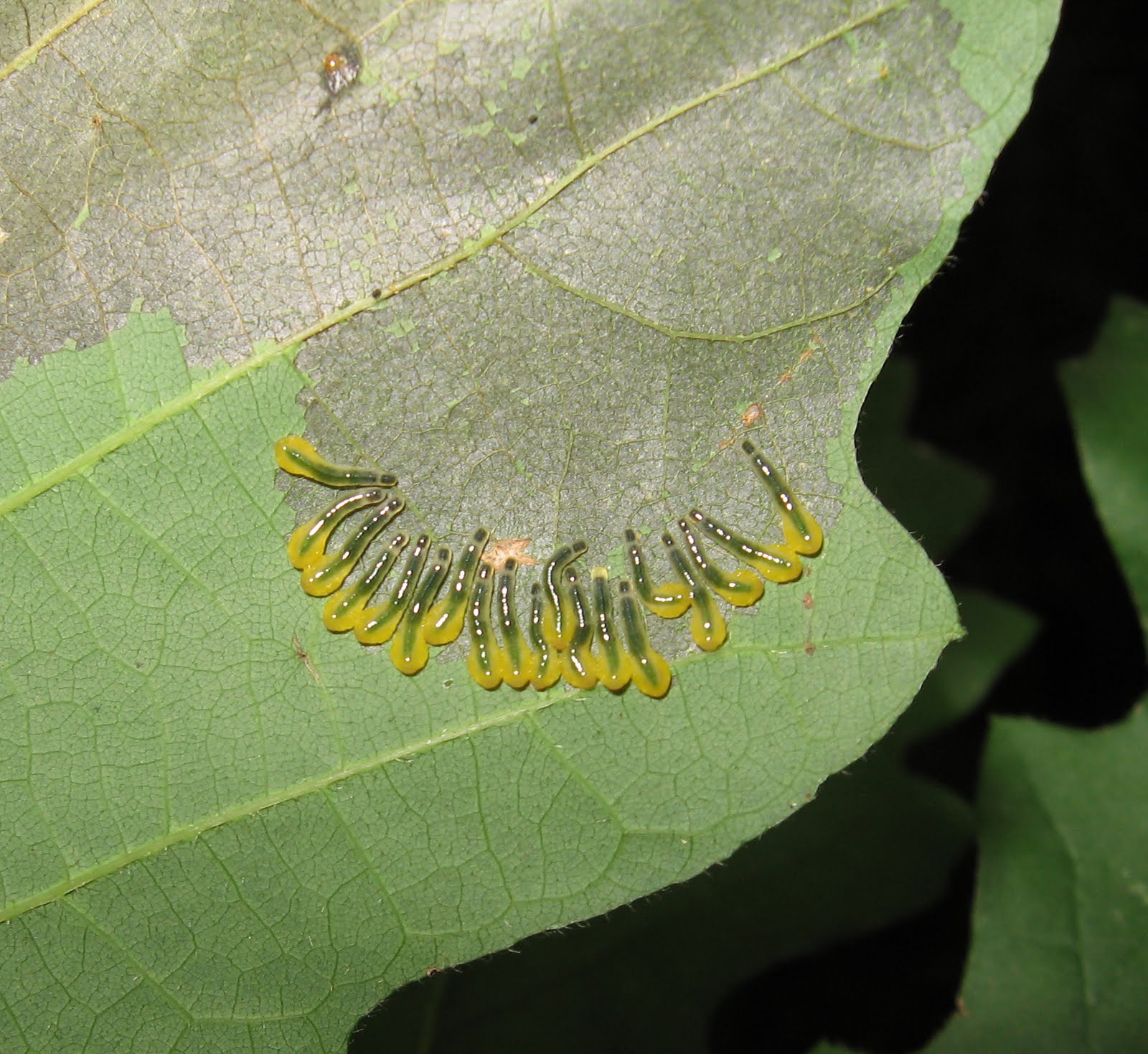 Tangled Web: The Forest Floor Fungi at the Frink Center