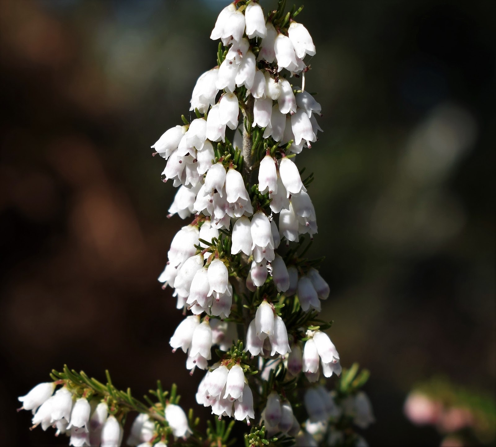 Plantas: Beleza e Diversidade: Urze-branca (Erica lusitanica)