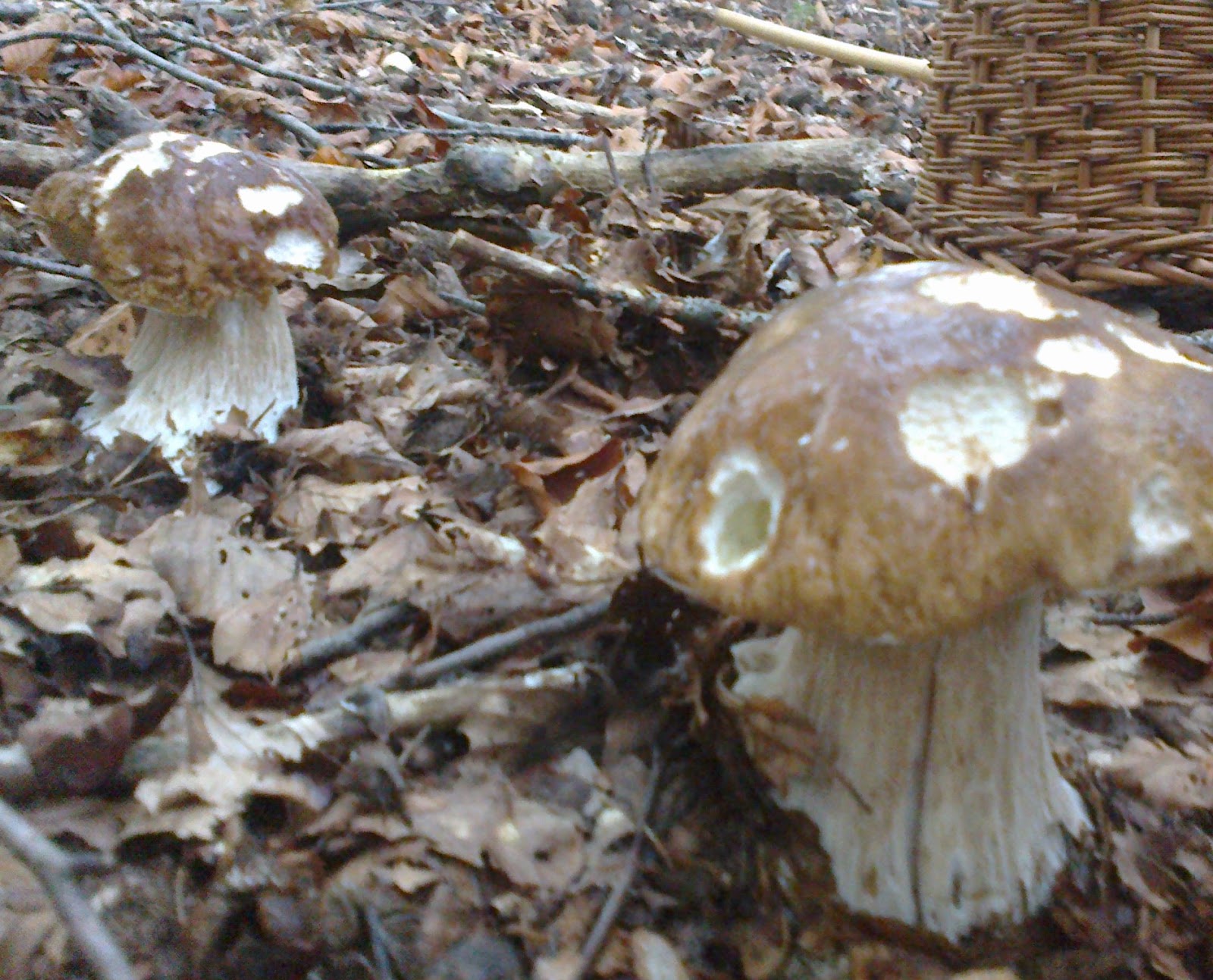 Alexandra G.D.: Goba, gobi, gobe - Jurčki