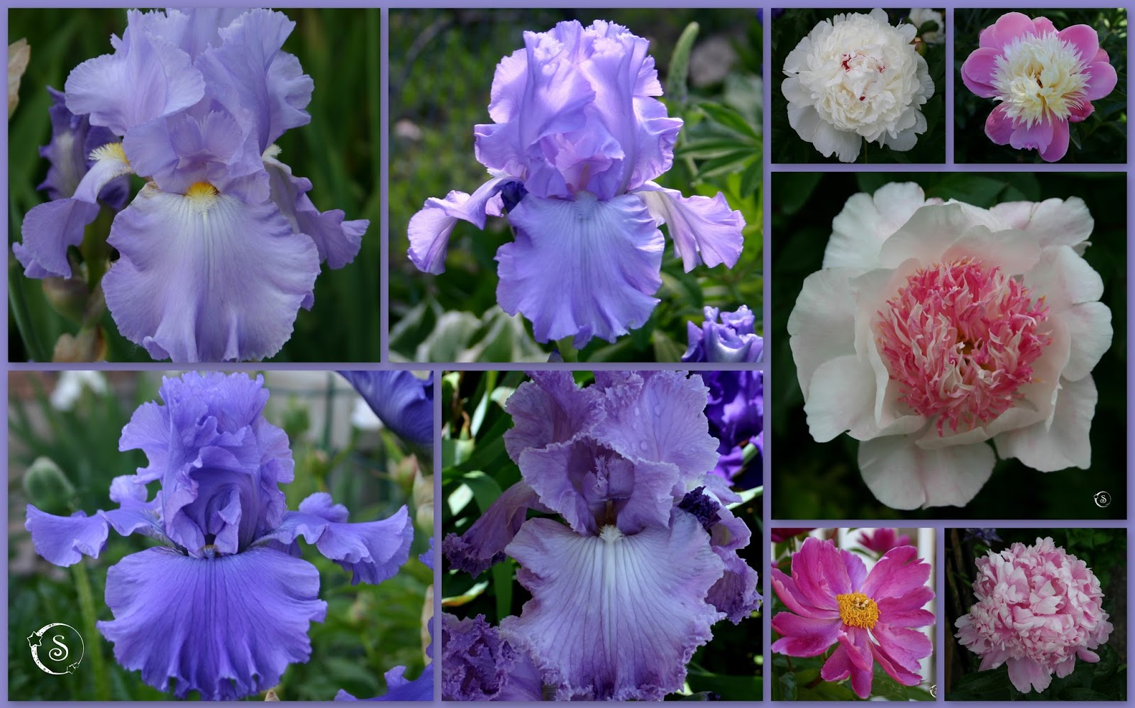 TALL BEARDED IRIS AND COMPANION PLANTINGS - Sowing the Seeds