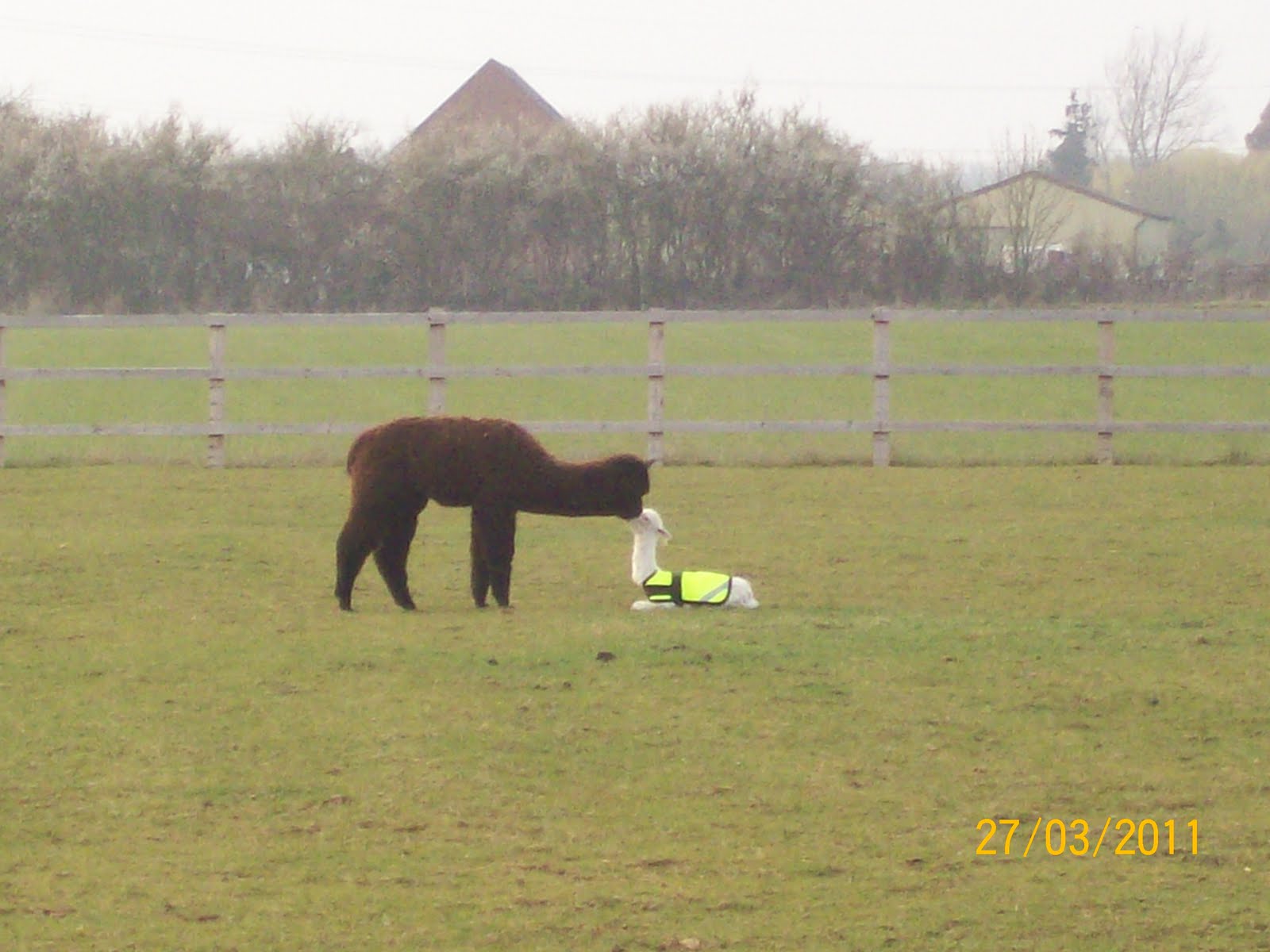 Cotswold Vale Alpacas: Water troughs and Poo Picking
