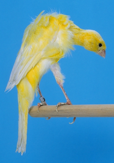 LOS CANARIOS DE POSTURA: Canarios Rizados (2)