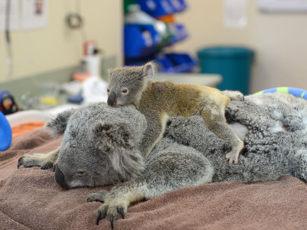 White Wolf : Baby koala hugs mum during her life-saving surgery (Photos)