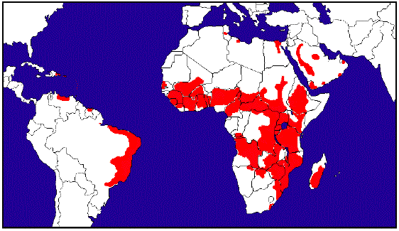 Infection Landscapes: Schistosomiasis