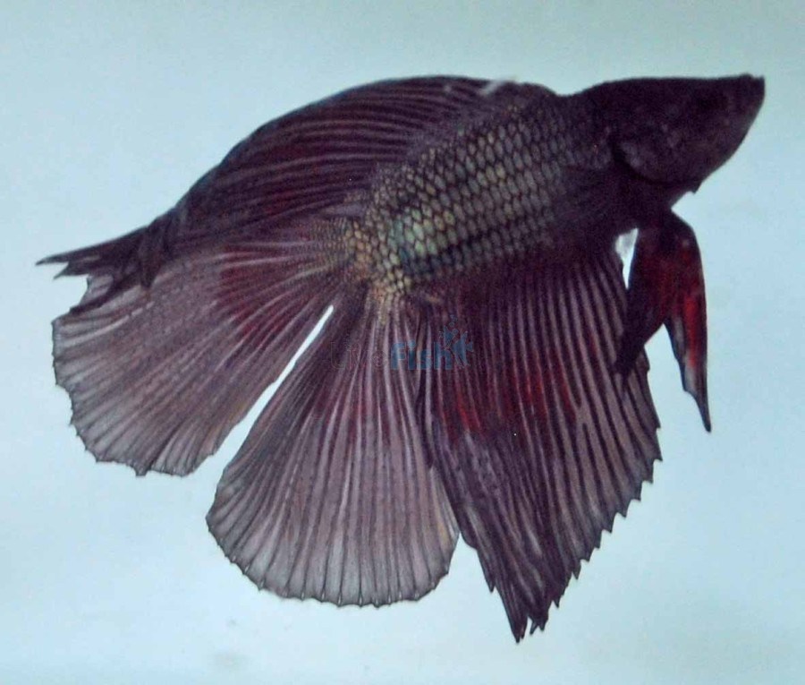 TERNAK IKAN HIASAN MALAYSIA: TERNAK IKAN BETTA/ CUPANG