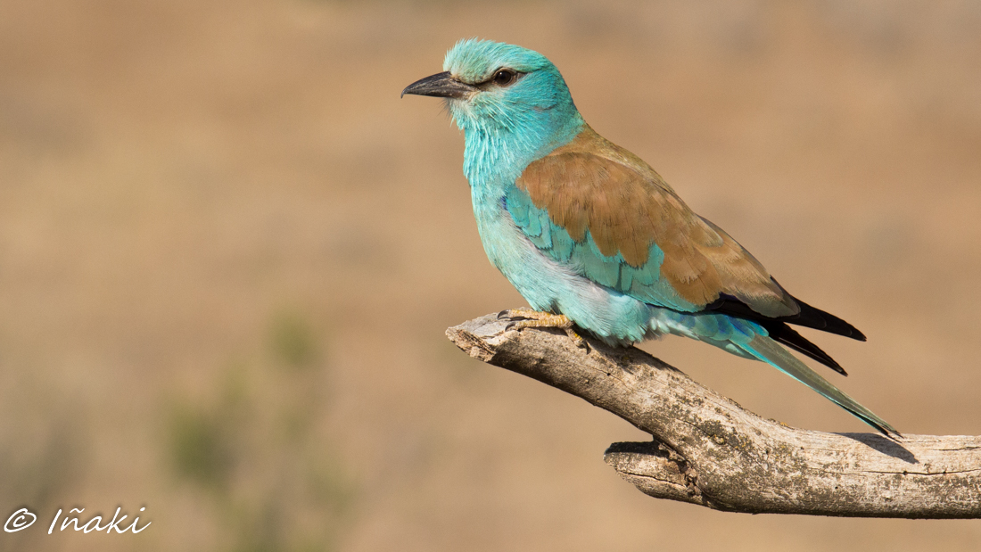 Nosoloaves - Aves del mundo (Birds of the world): La última en llegar ...