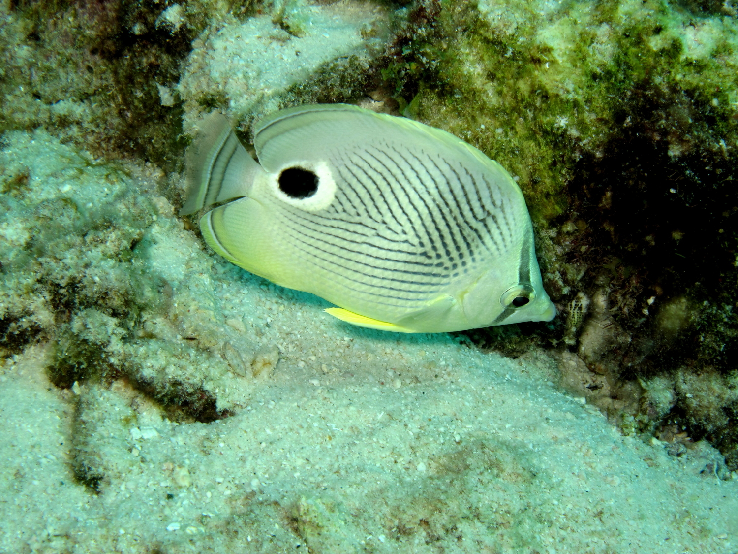 Rambling Jill: Foureye butterflyfish