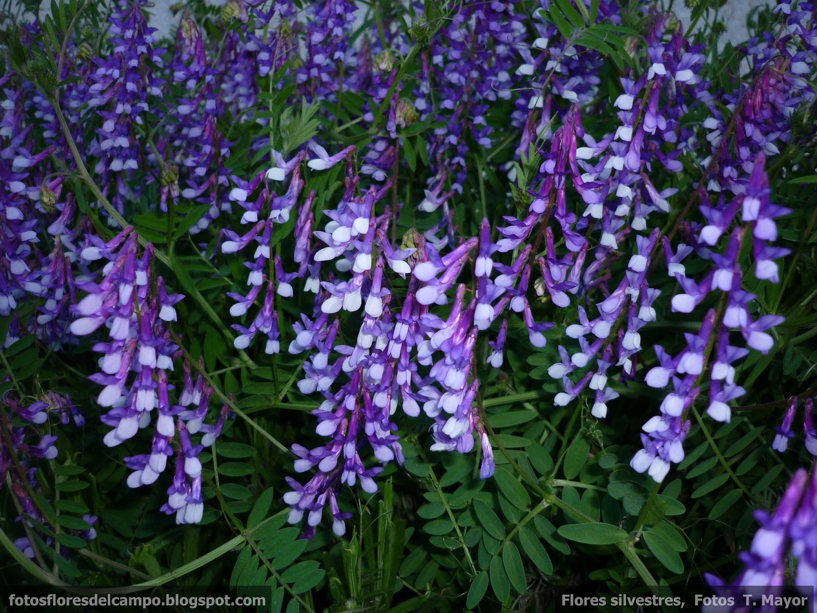 Flores y plantas silvestres: " Vicia villosa ". Vezo piloso, Arvejilla ...
