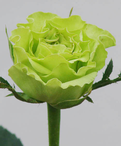 Stevens and Son Wholesale Florist: Favorite Roses