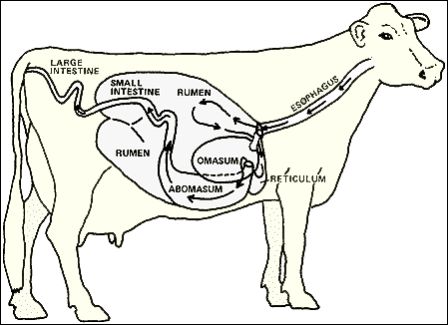 Montana History Revealed: What's in your stomach?