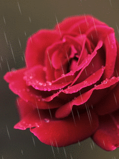 10 Gambar Animasi Bunga Mawar | Gambar Animasi GIF SWF | DP BBM ...