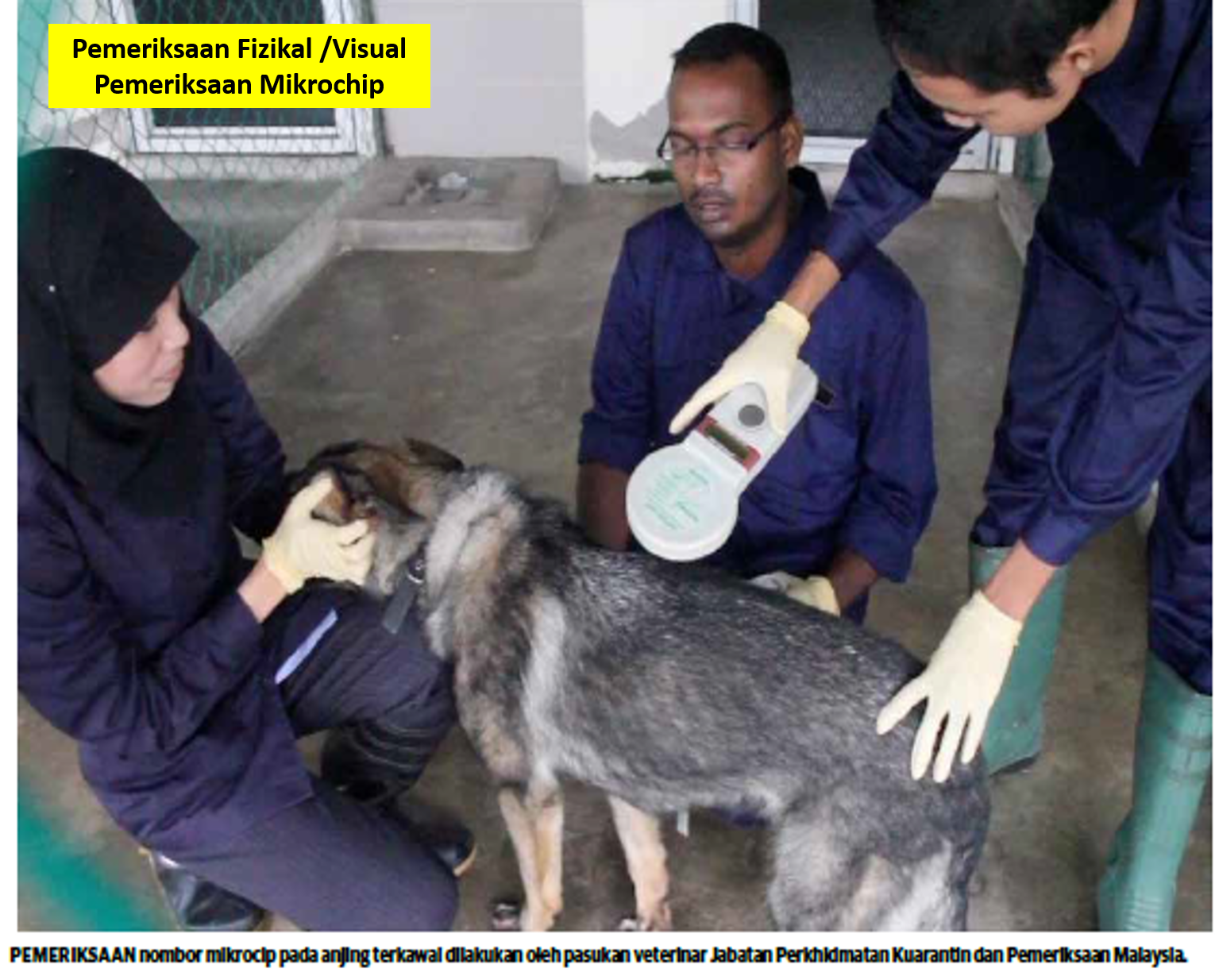 bukan doktor veterinar