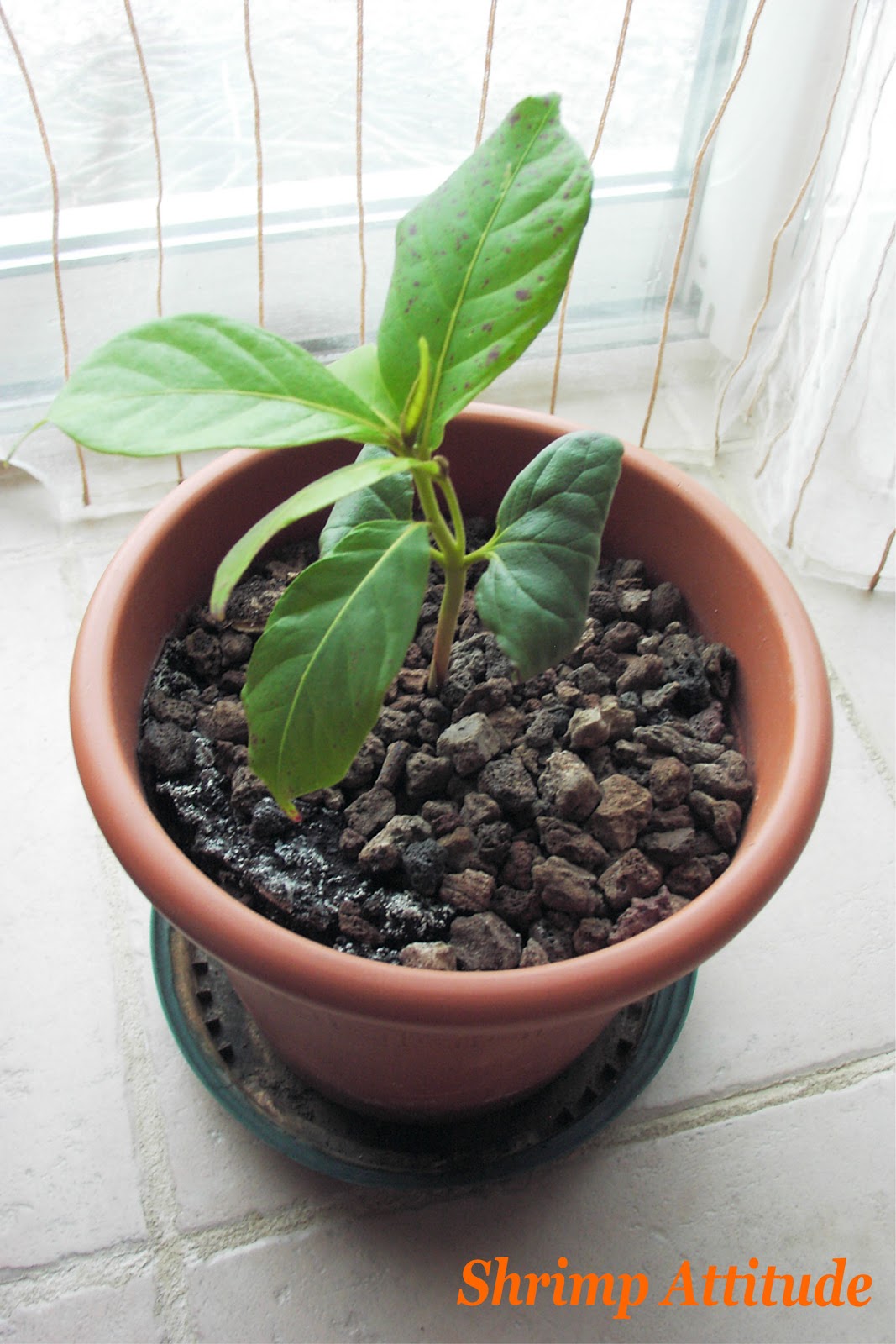 Shrimp Attitude: Feuilles de badamier (Terminalia Catappa)