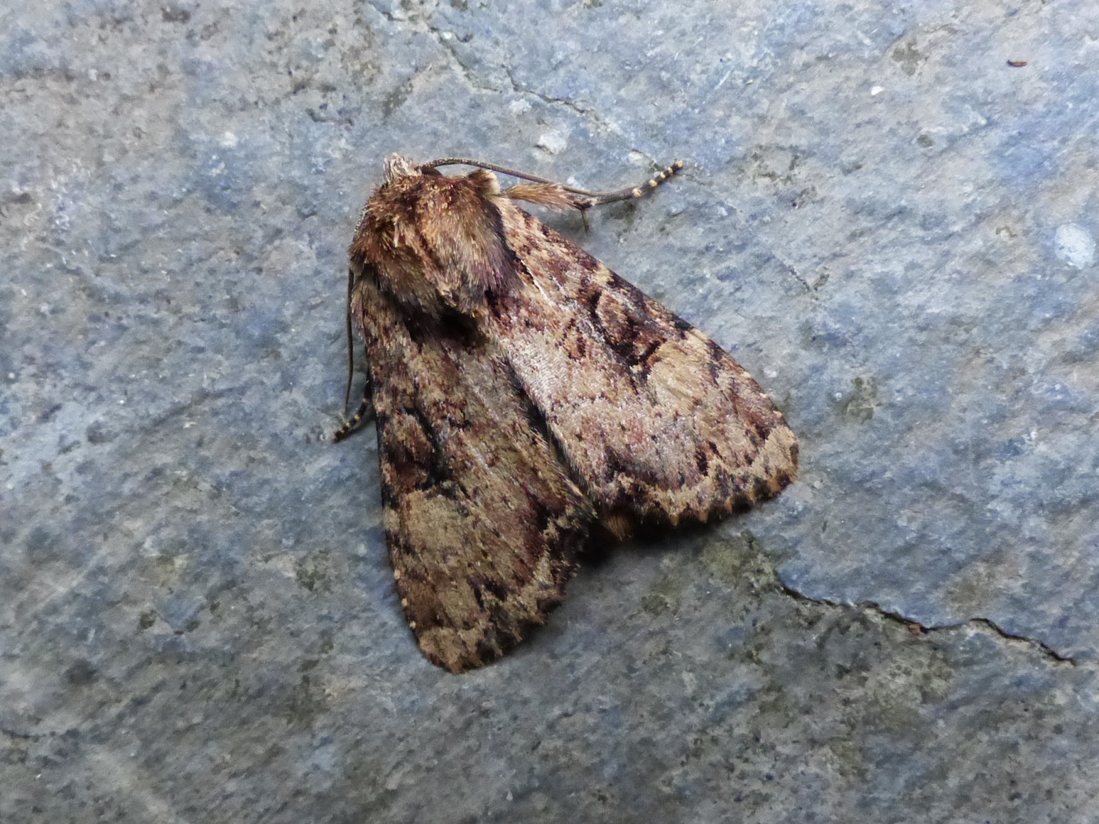 Ceredigion Moths: clouded brindle