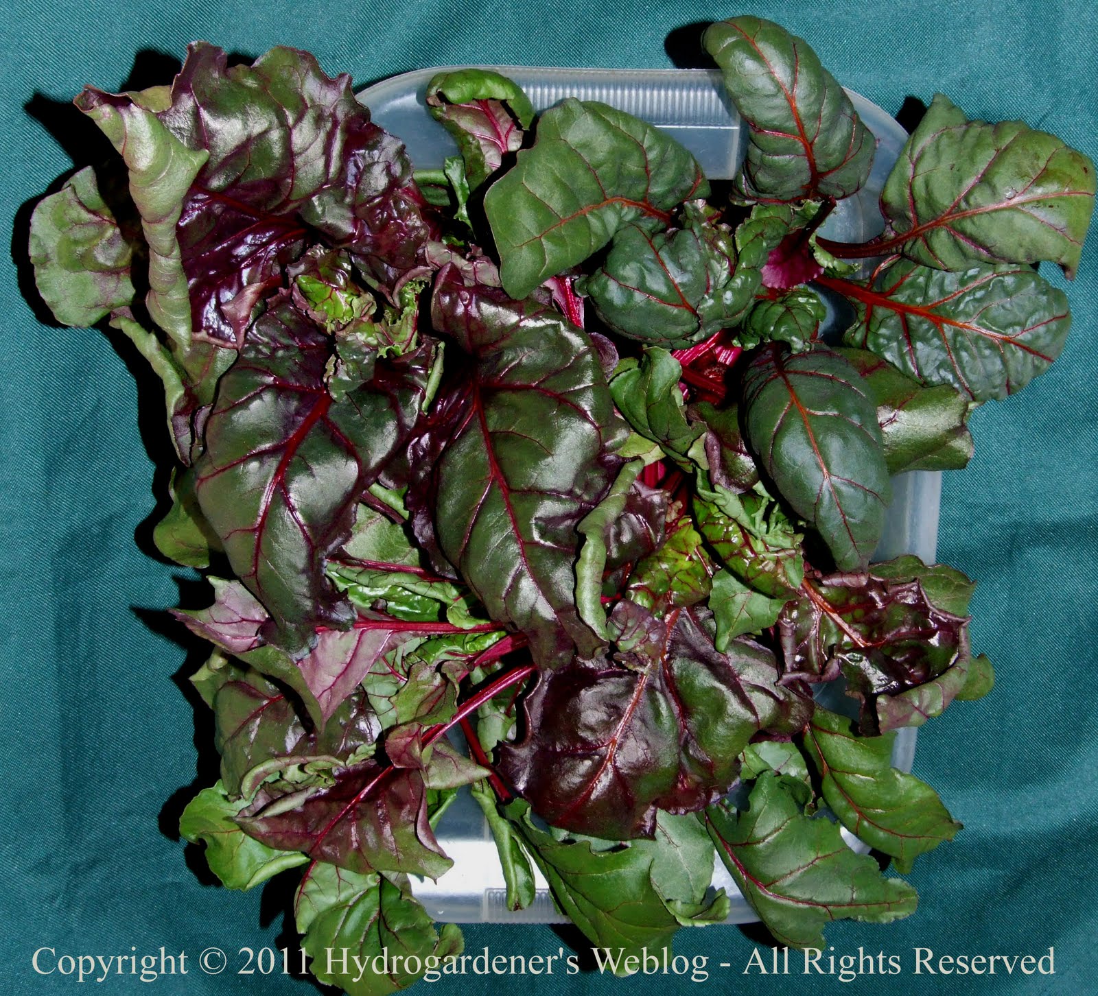 Hydroponic Workshop: Hydroponic beet greens