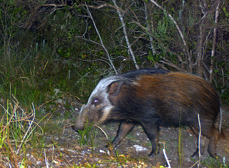 Remote Camera Trap - South Africa: Looking Good At The Woody Cape
