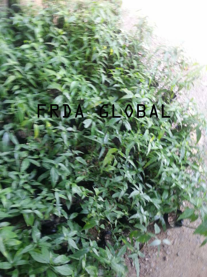 Sabah Snake Grass: Health benefits of Sabah Snake Grass